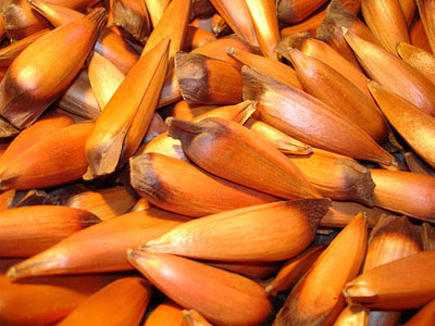 Biblioteca Duoc UC Sede Valparaíso: Sabores Chilenos: Piñones