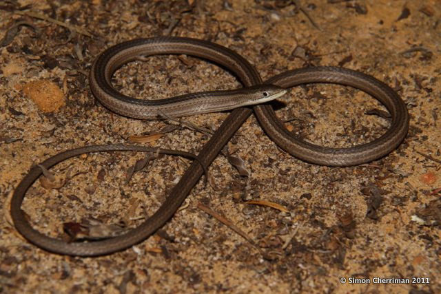 iNSiGHT News: December 2011