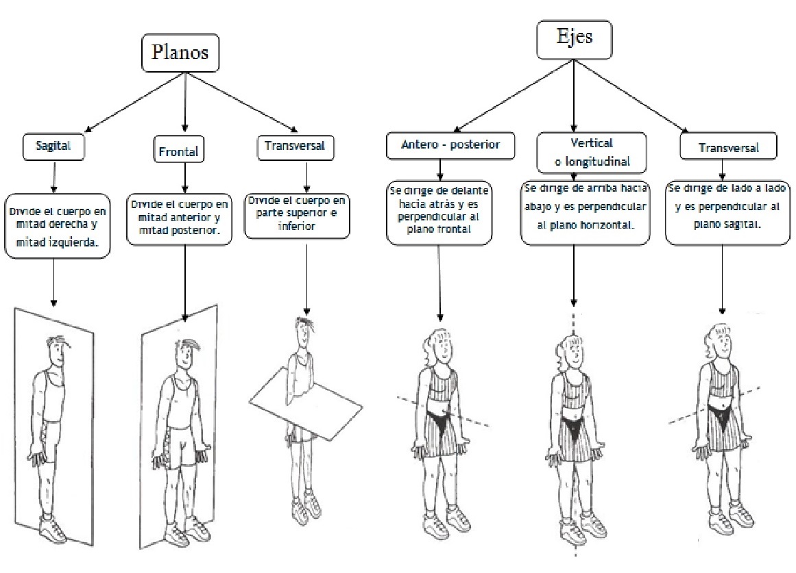 Un poco de medicina.: Terminología anatómica descriptiva (Ejes y planos anatómicos).