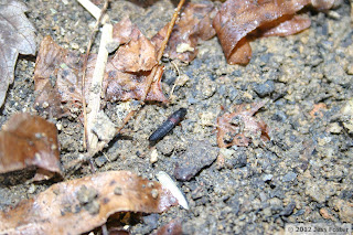 Sluggin' Along: Earwig Look-alike