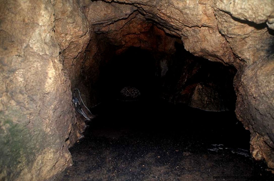 Bear Cave | Wallpapers Gallery