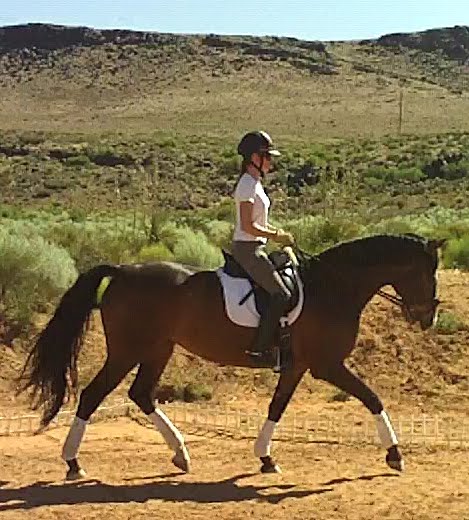 Dressage Elevated: “YOU MUST FEEL EXTENSION IN THE COLLECTION, AND ...