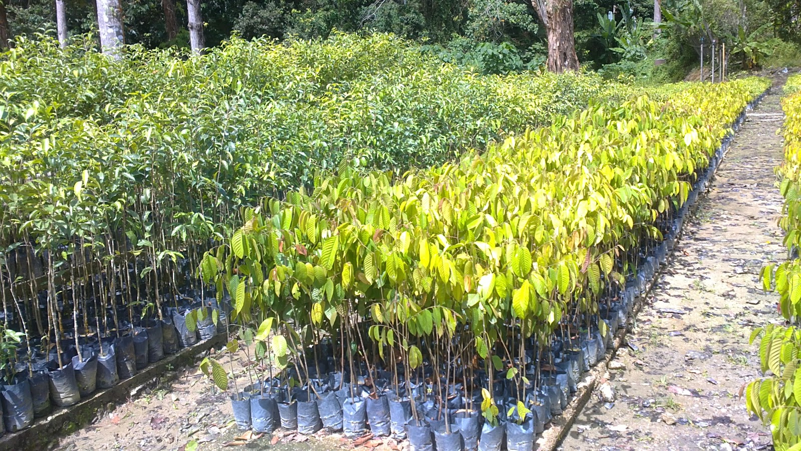 Pokok Meranti Tembaga
