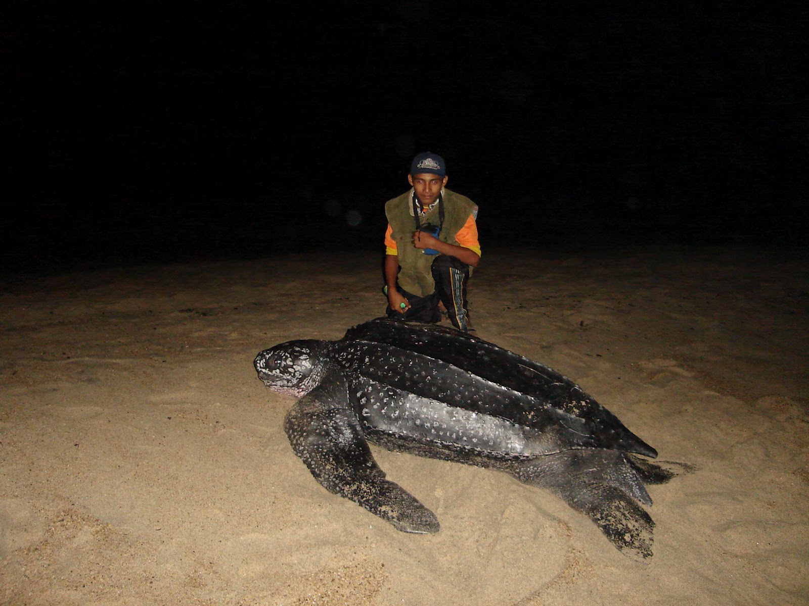 Marine Turtle Conservationist Sirenito Macho: Van A ver una diosa ...