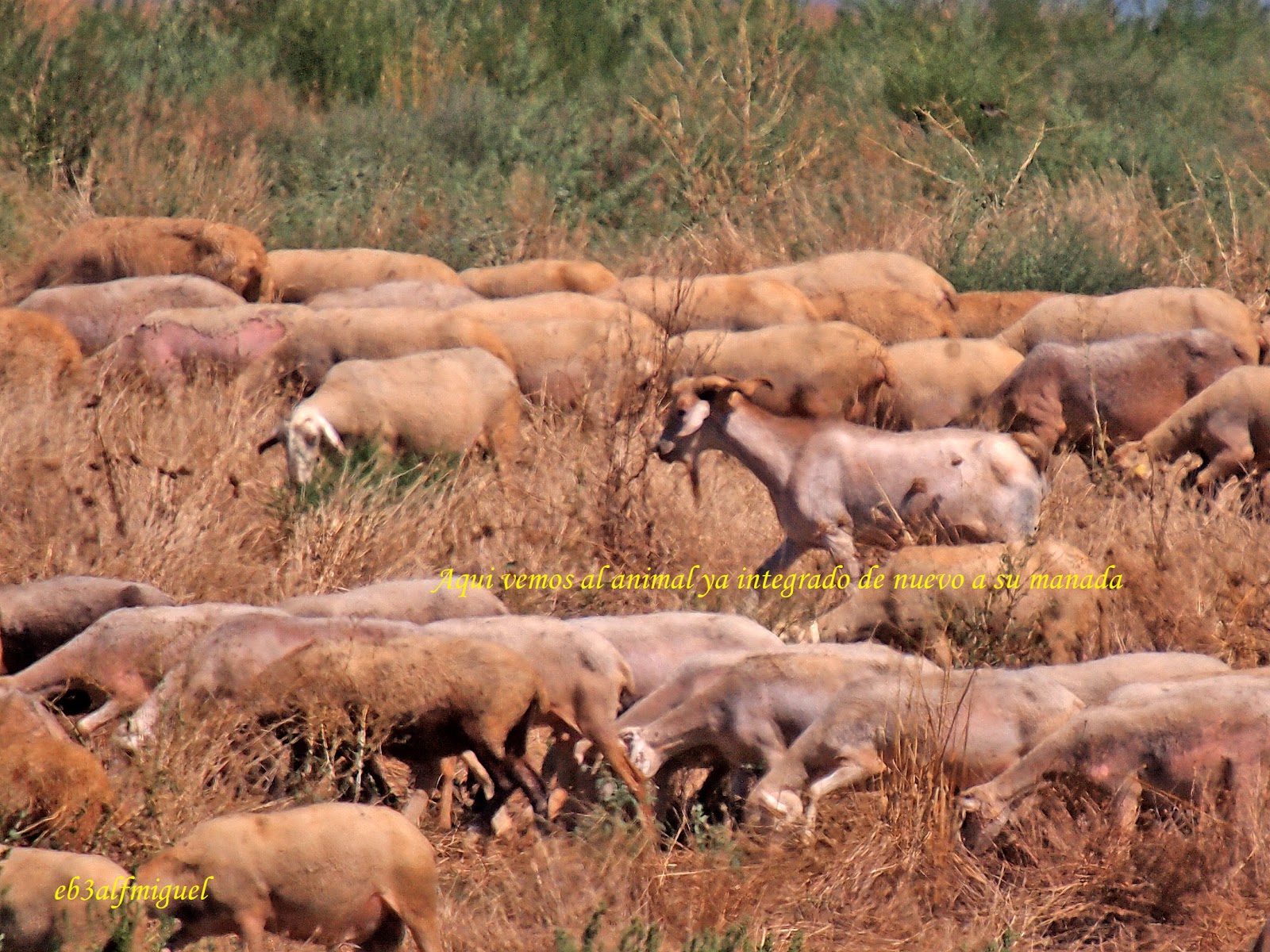 Miguel fotografia: Macho Cabrio Domestico