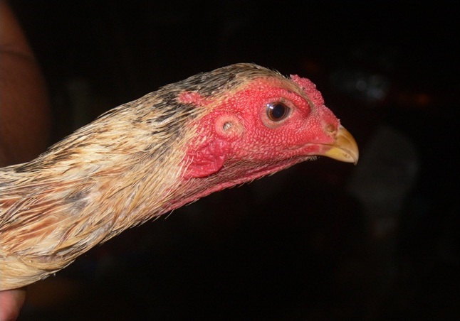 Ayam Pama Cross: Local Breed (Update : 10/12/2012)