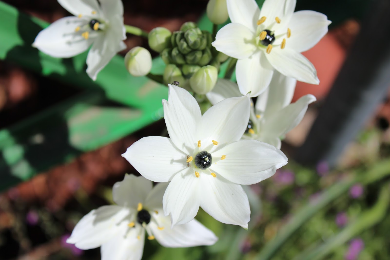 Perfumes y luces de Extremadura: Lagrimas de María. Mis flores del jardín.