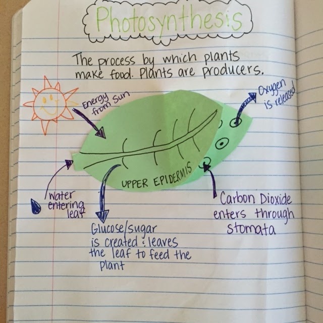 INB-Science | Mrs. Sugg's 6th Grade