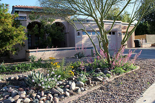 Desert Gardening Hub: Plant Selection
