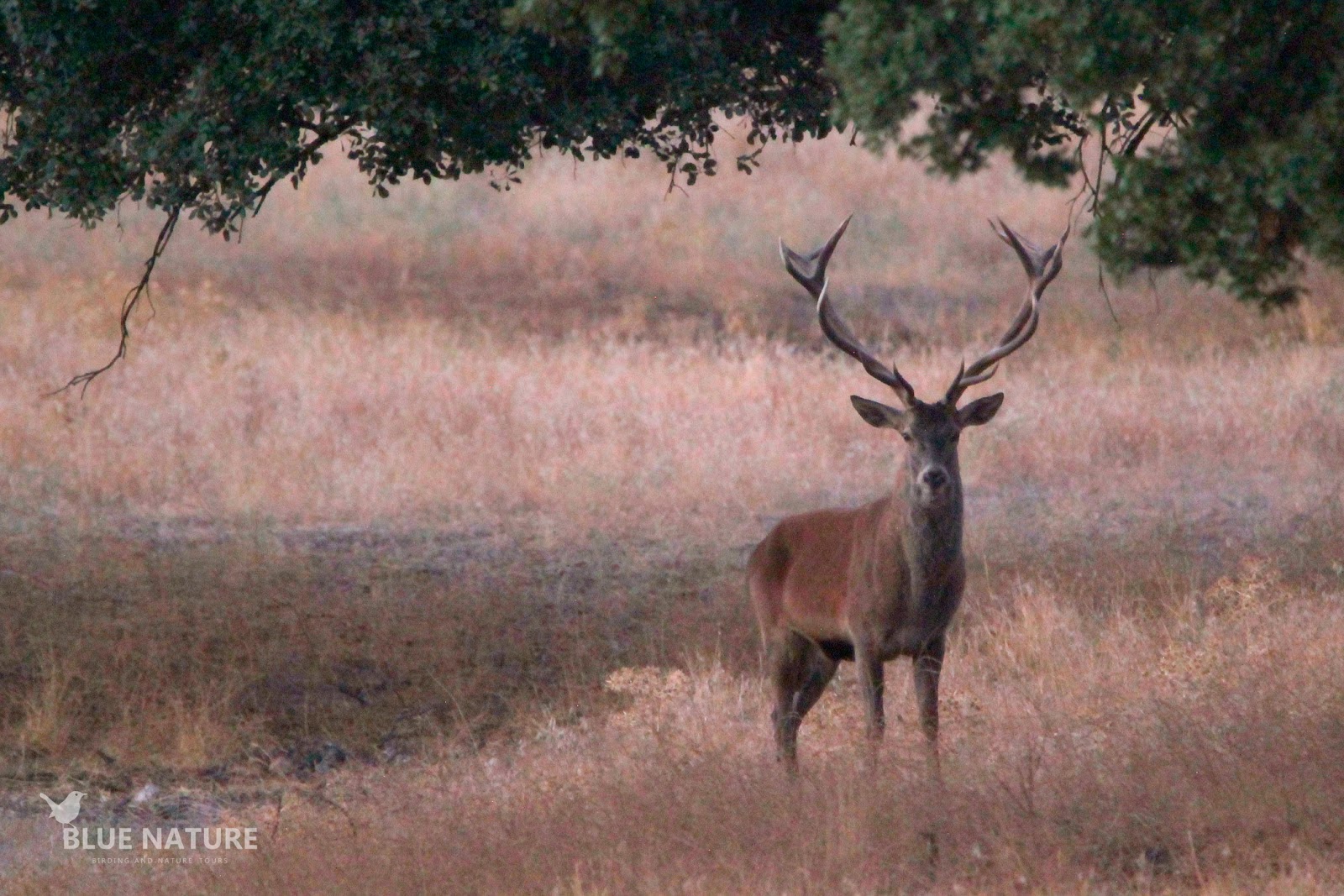 Blue Nature, el blog: octubre 2018
