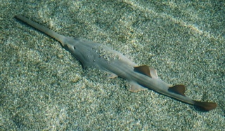 Artes de Pesca: VAMOS A PESCAR PEZ SIERRA