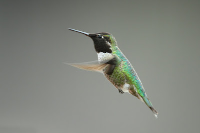 Hummingbirds Fly in the Face of Evolution