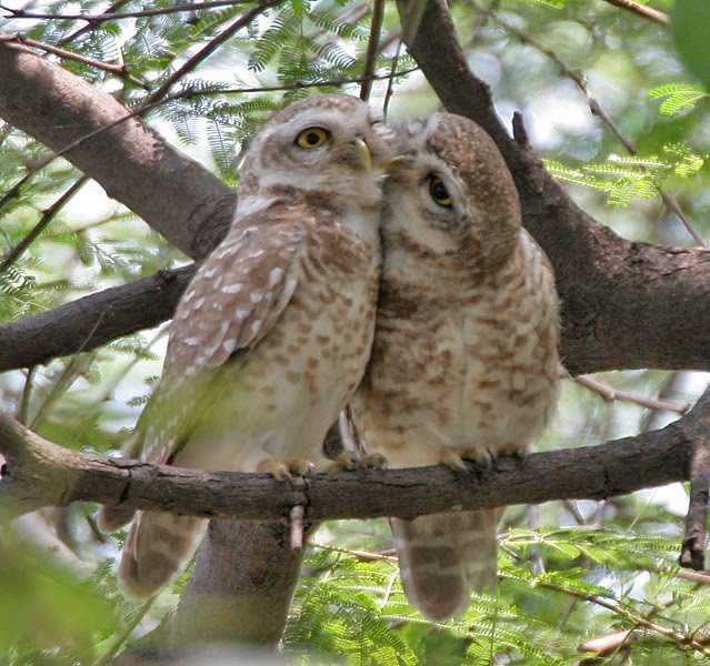 Spotted Owlet - Athene Brama - ARUNACHALA BIRDS