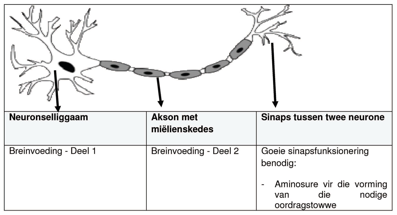 Brein + Lyf = Jy: BREIN GESONDHEID - Voed jou brein (Deel 3)