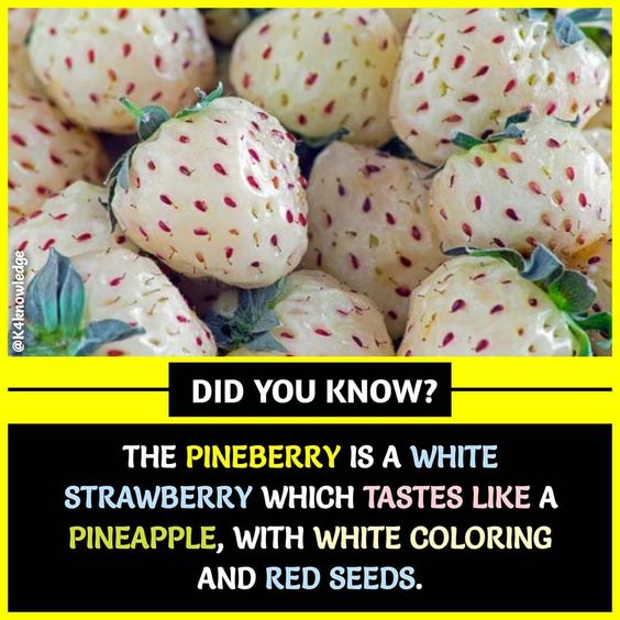 60 Amazing Weird And Interesting Random Facts | Amazing WTF Facts