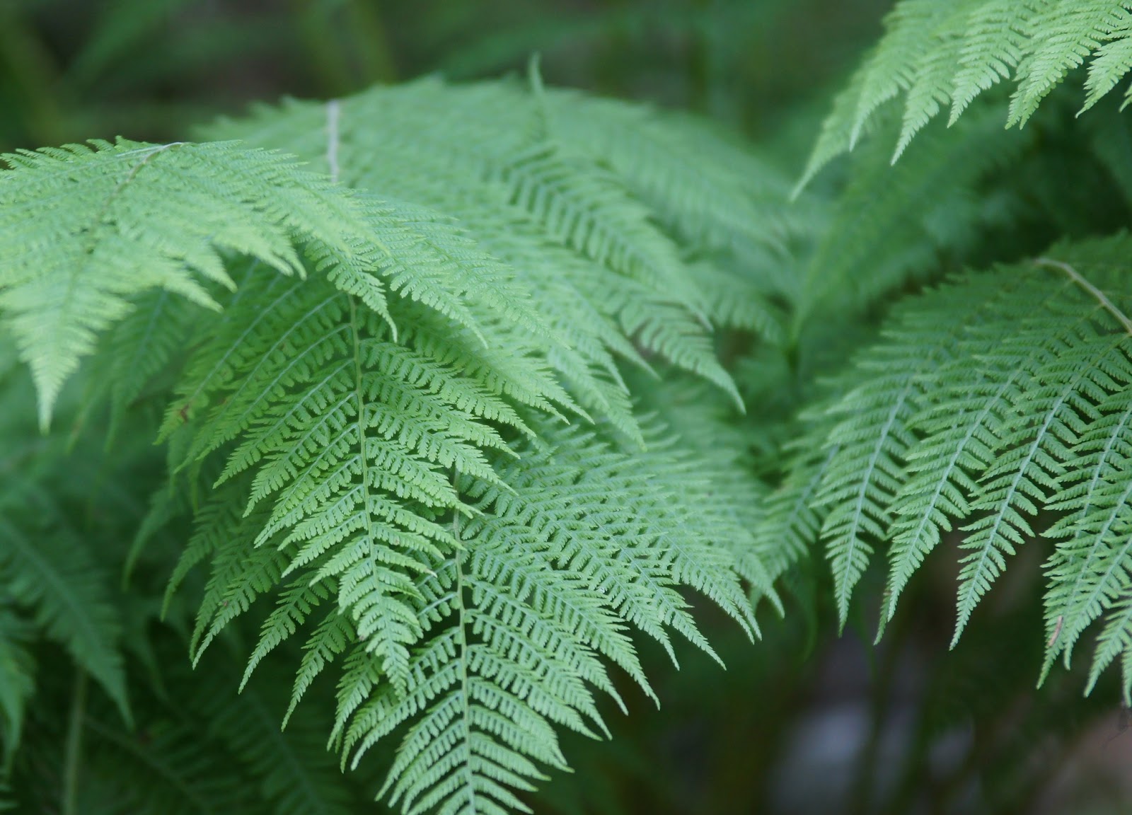 Culturi.NET: Creşterea Ferigilor - specii de Ferigi