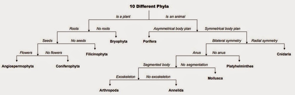 Bug Dichotomous Key