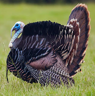 Follow That Recipe with GramaBarb: Follow the recipes to a Turkey ...