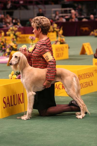 Dress 4 Best In Show: Westminster Unofficial Dress Code