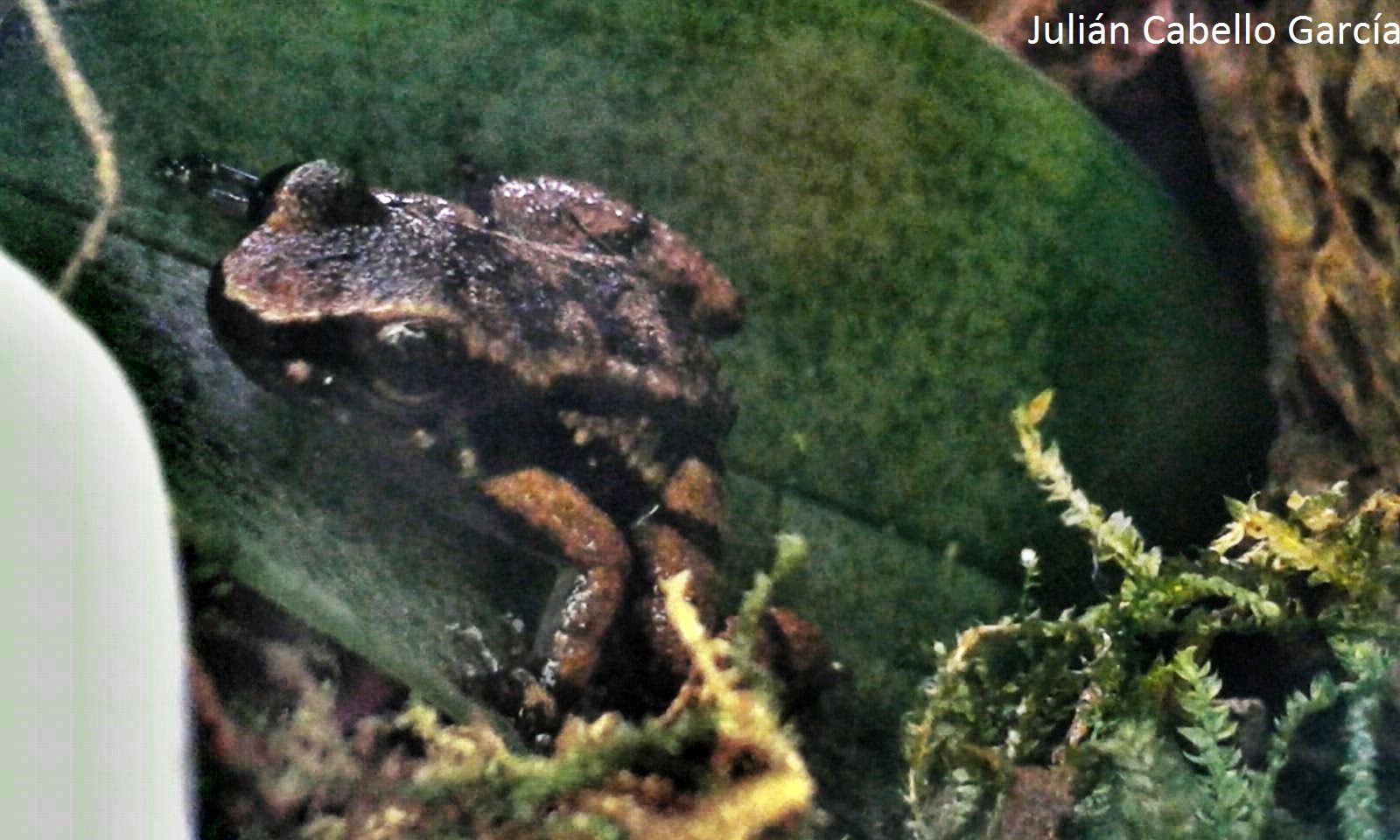 Dendroland: Diario de un Sapito Niñero Oriental (Colostethus Mandelorum)