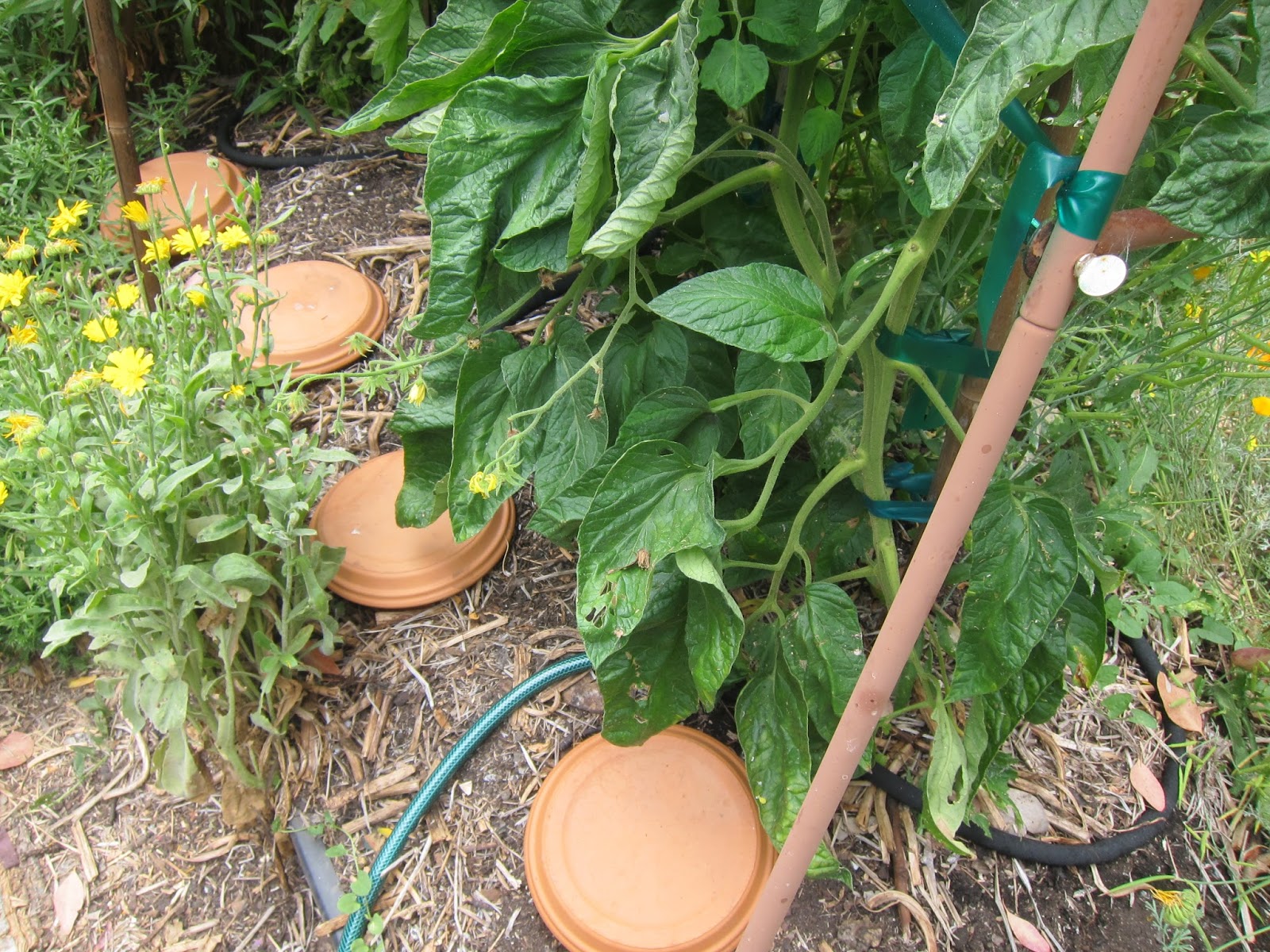 BB's Bountiful Backyard