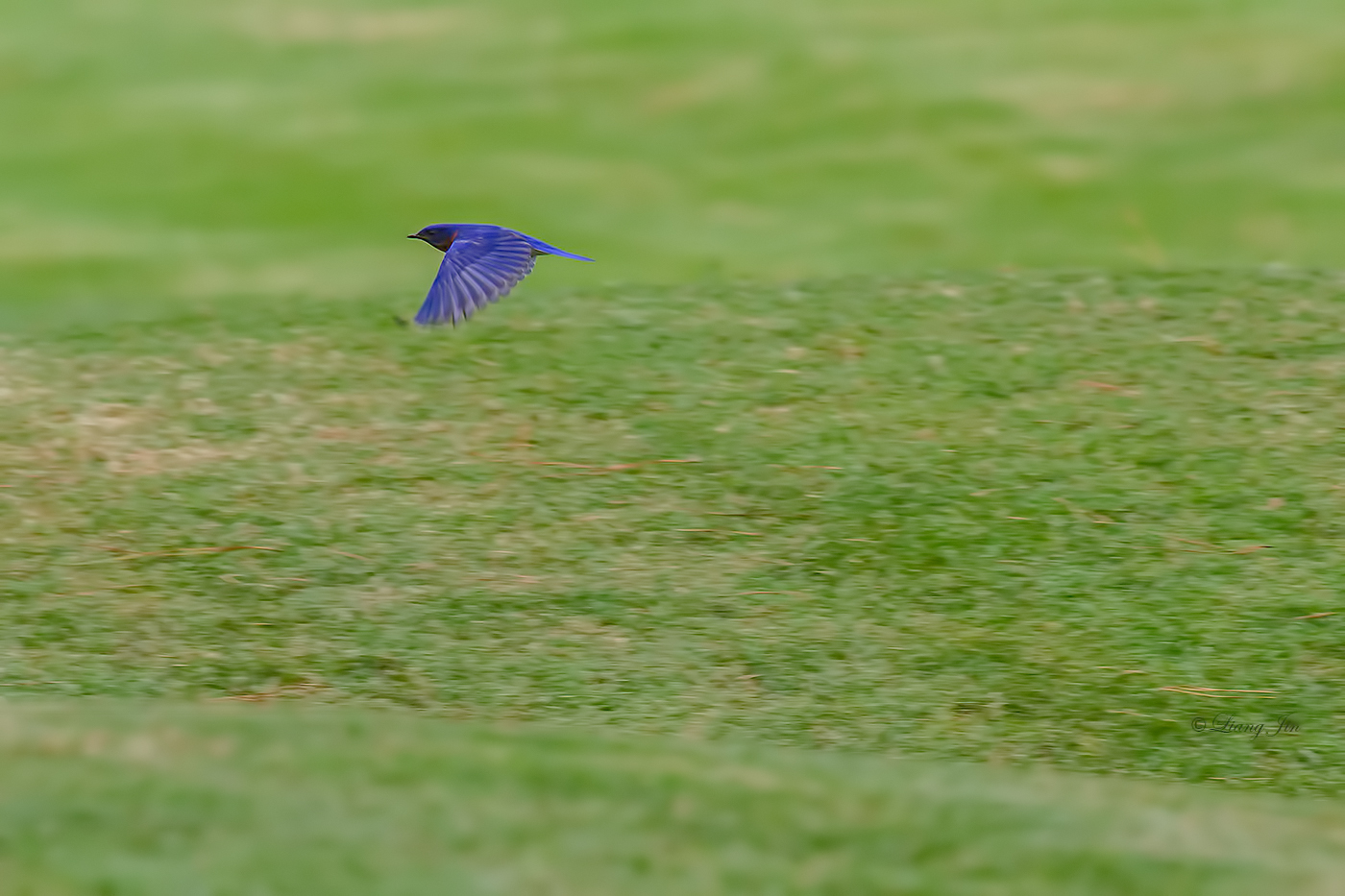 See What I See: A bluebird