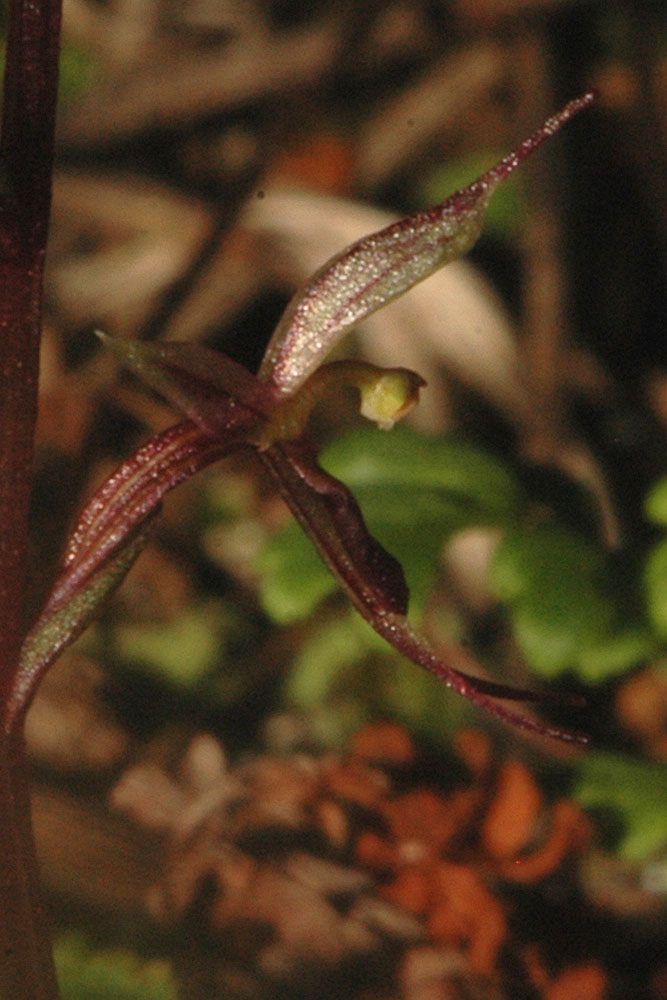 The Nature of Robertson: Orchids and Birds at Bullio
