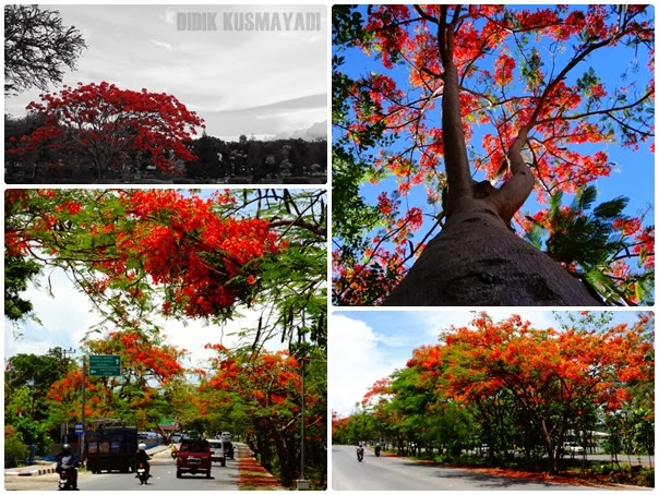 Paling Keren 28+ Foto Bunga Sepe - Gambar Bunga Indah