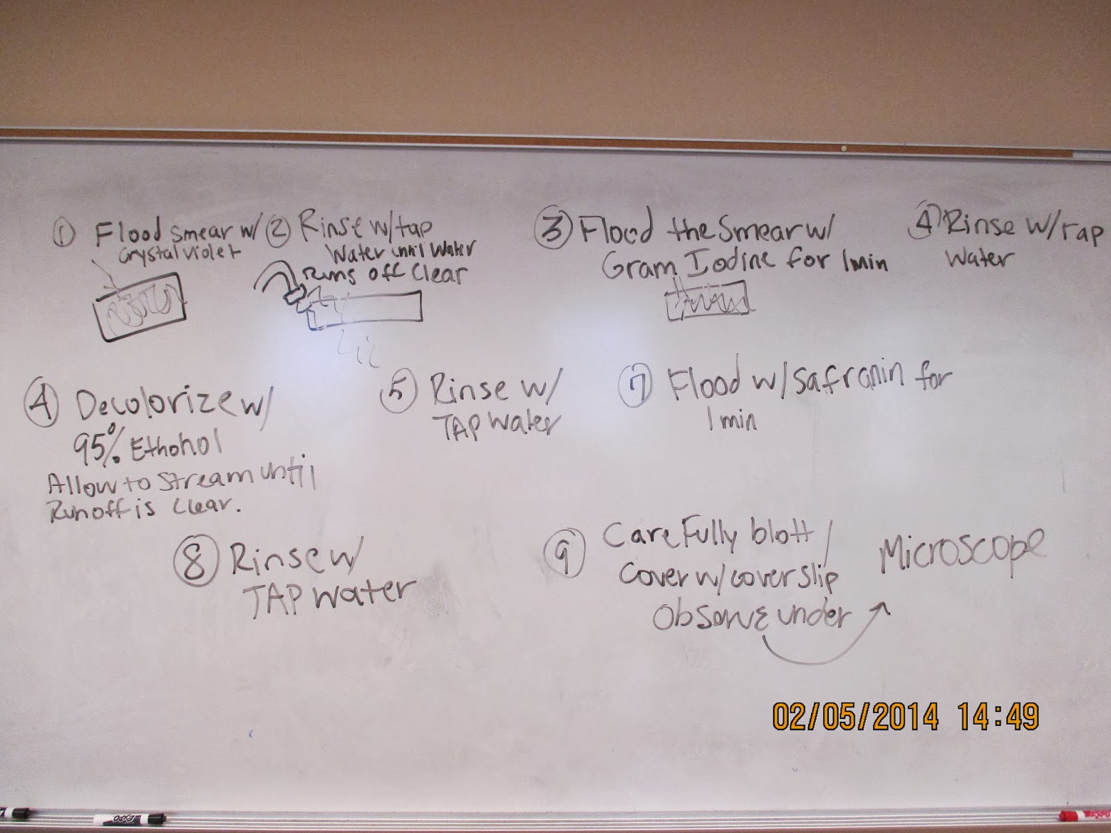 Open Notebook: BIO233, Gram stain lab, Feb 5, 2014