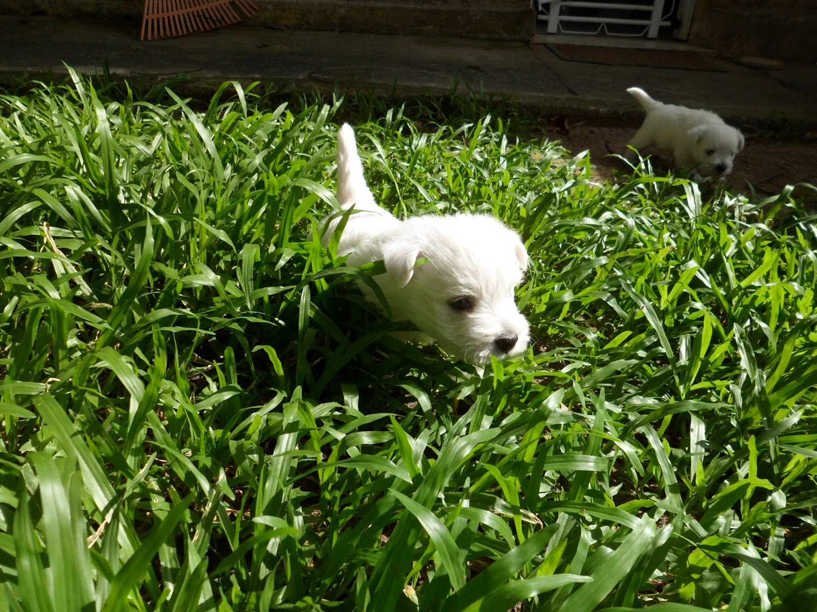 Canil Jardim América - Especializado na Raça West Highland White ...