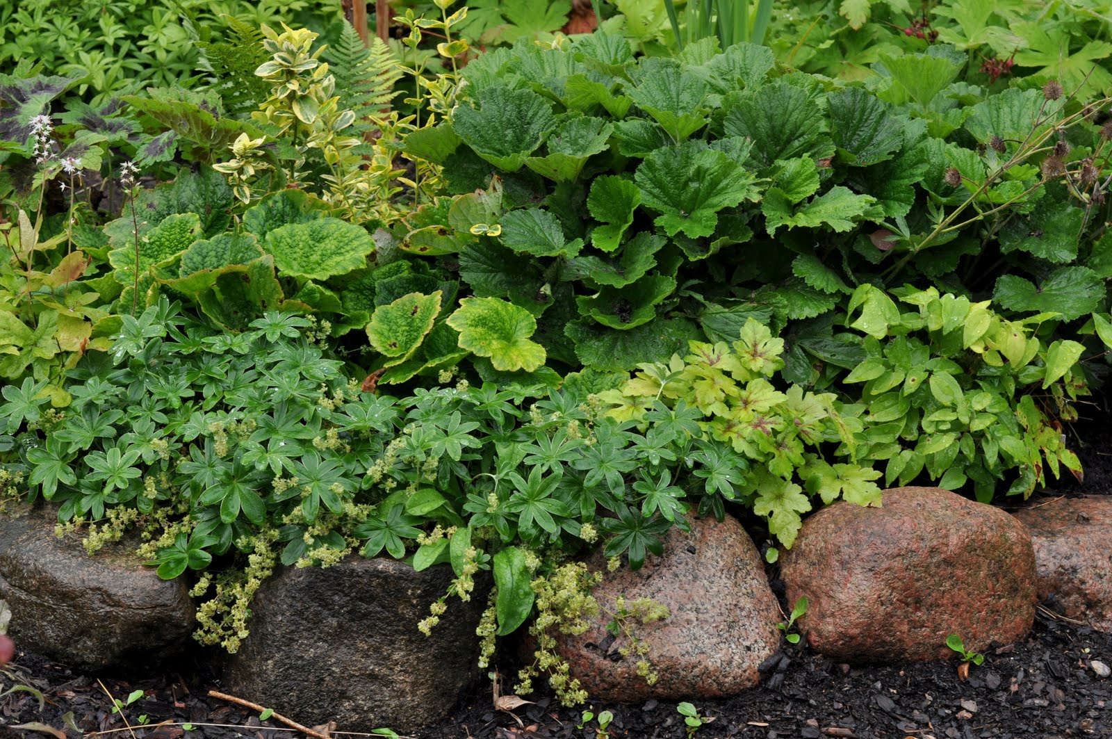 Blomkärringens Trädgård: Tänk om det inte fanns vackra bladverk....