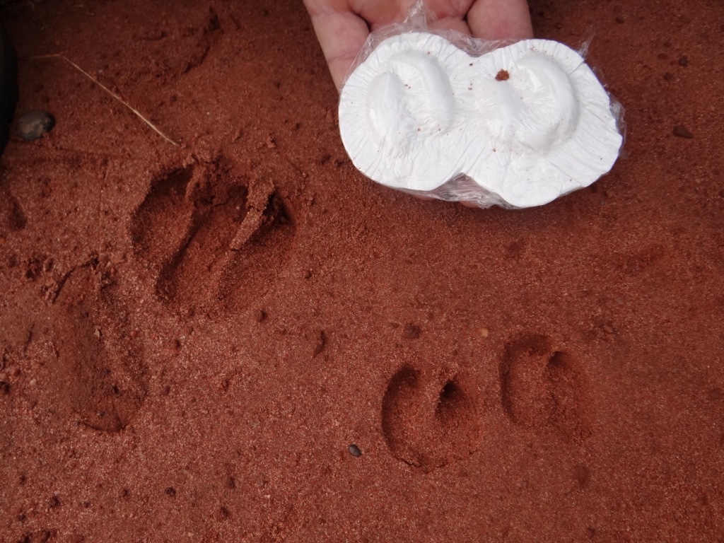 Bonito Pantanal MS: Pegadas de animais são monitoradas no Rio da Prata ...