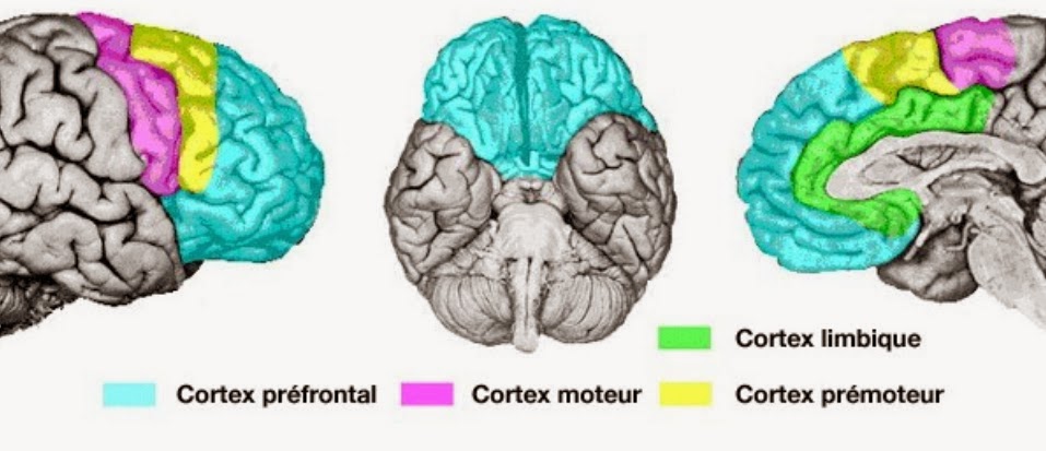 Lexique de l'amour: Le cortex préfrontal