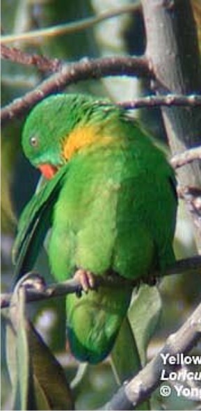 Malay Hanging Parrot | Burung Serindit: Jenis Burung Serindit