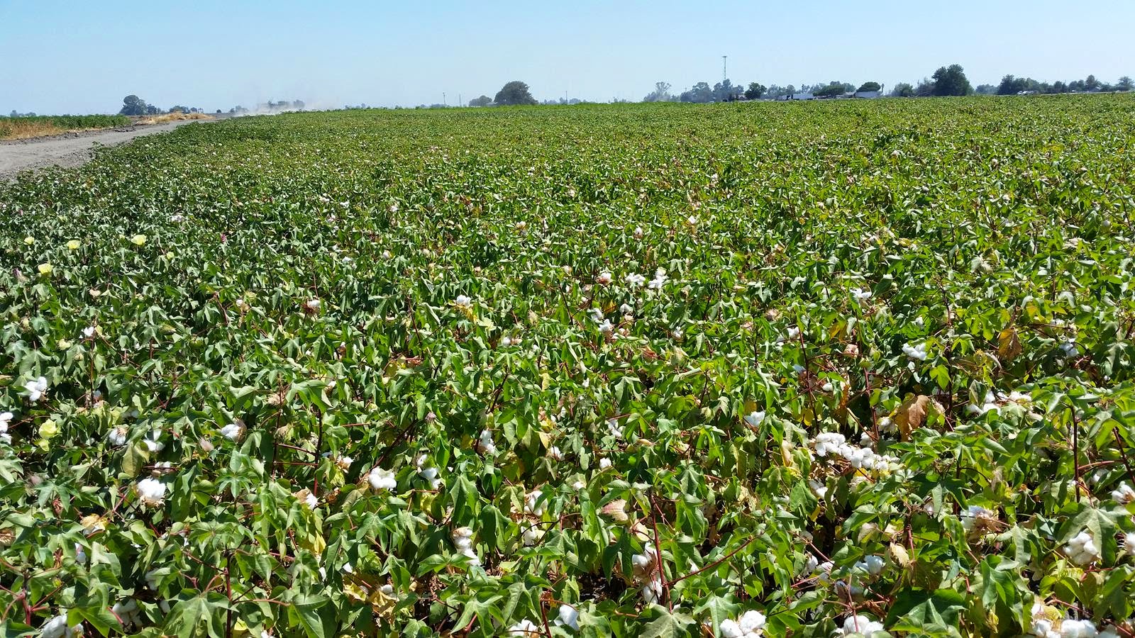 Sustainable Ag: A View from the Field: A Successful Defoliation ...