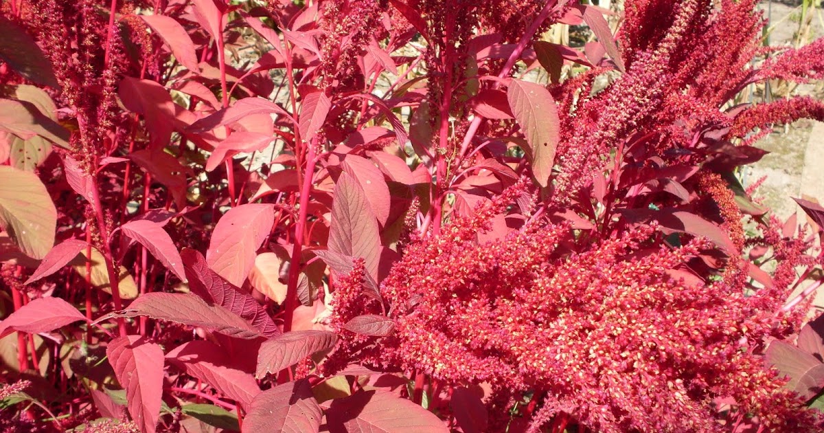 Atma - Cenário de RPG: Império Amaranto - ascensão, auge e declínio