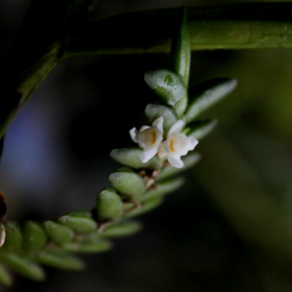 Wild orchids in sumatra: Microsaccus griffithii (E.C.Parish & Rchb.f ...
