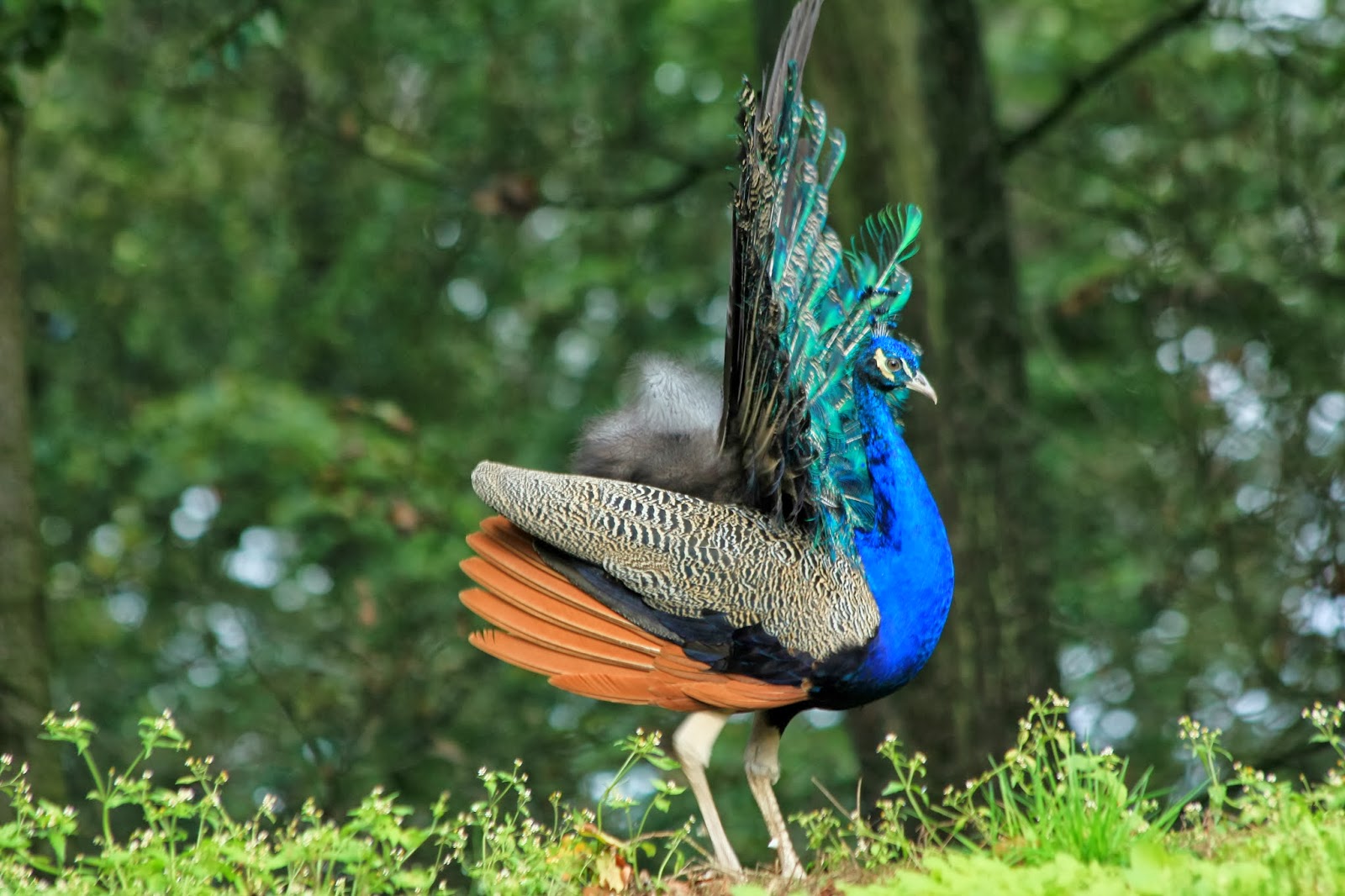 10 Foto's waaruit blijkt dat de pauw het mooiste dier op aarde is ...