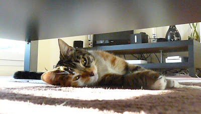 Caline and Frère: Hard Working Kitty!