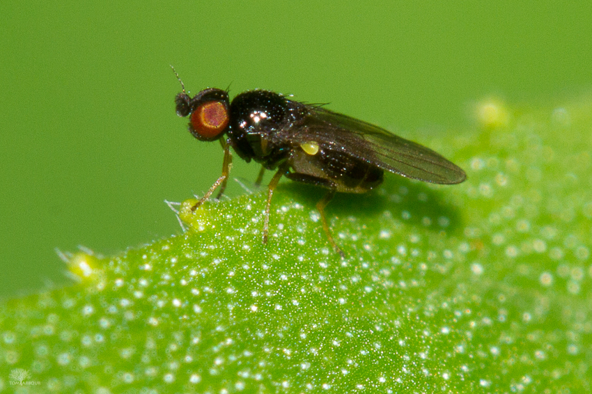 The Ohio Nature Blog: More Insects from the Backyard Native Plant Gardens