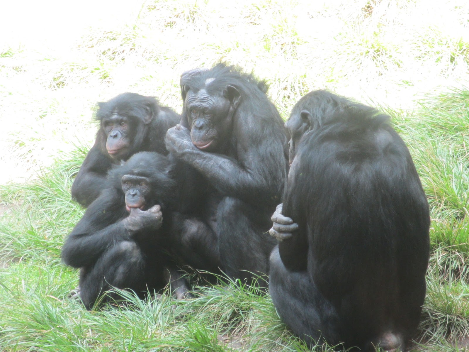 Chimpanzees: Bonobo chimps at the San Diego ZOO