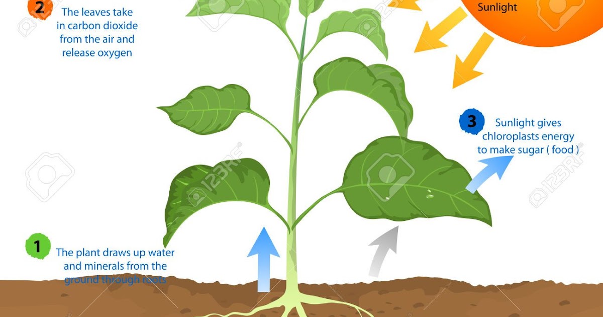 Proses Terjadinya Fotosintesis pada Tumbuhan - Global Pendidikan