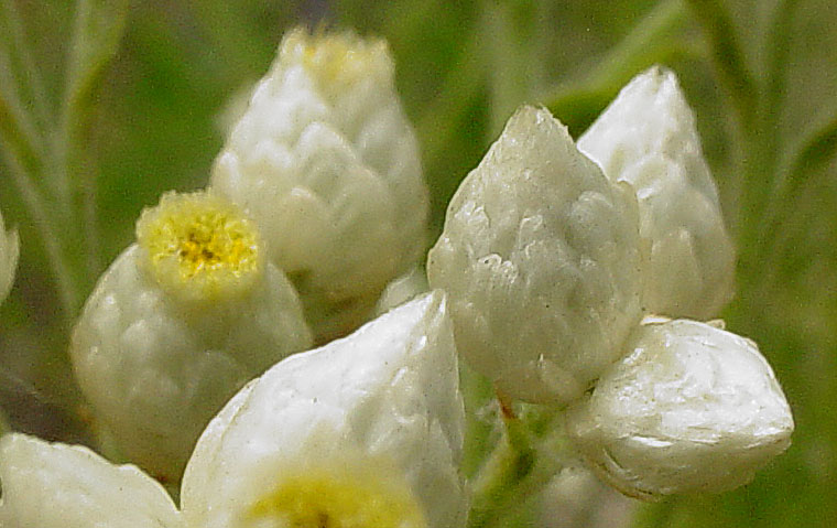 Mother Nature's Backyard - A Water-wise Garden: Plant of the Month ...