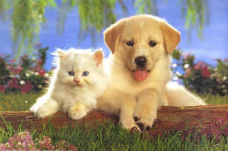 Pieski i kotki