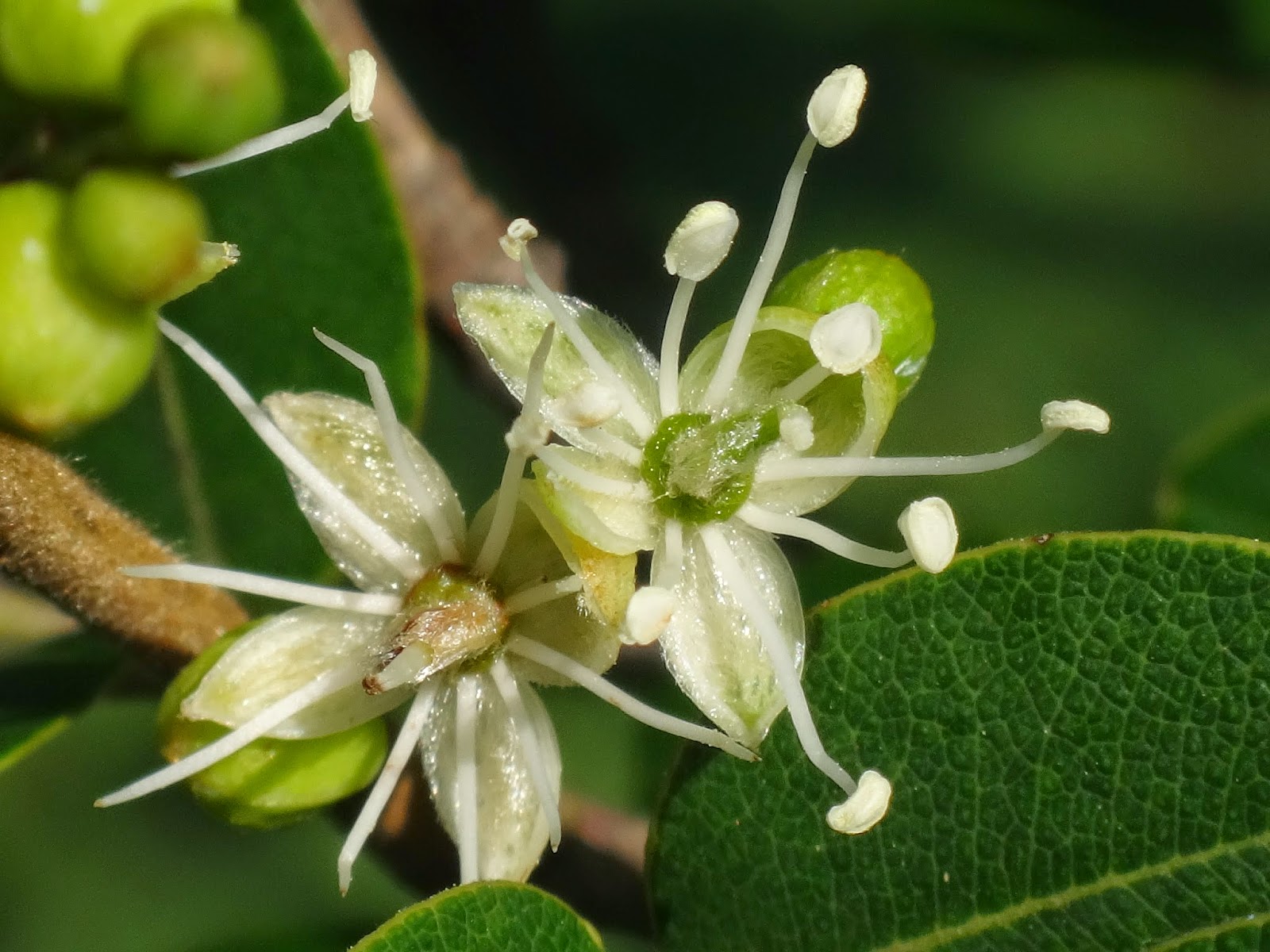 Uma flor por dia: Copaíba