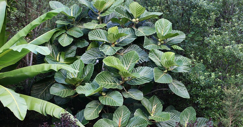 Variety of Life: Ficus subgenus Ficus
