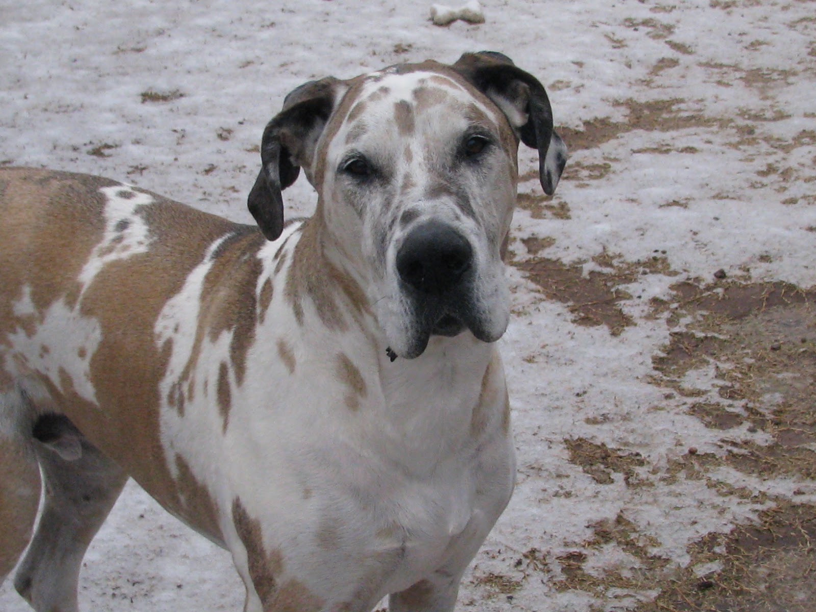 The Diary of a Great Dane Mommy