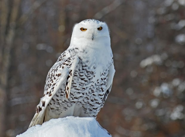 Zabava za obitelj: POZADINE ZA DESKTOP-BIJELA SOVA