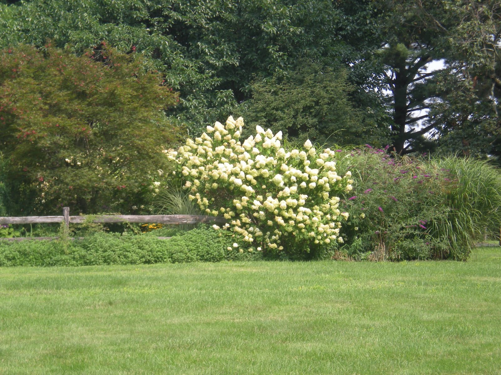 Sassafras Mama: Burpee Gardens