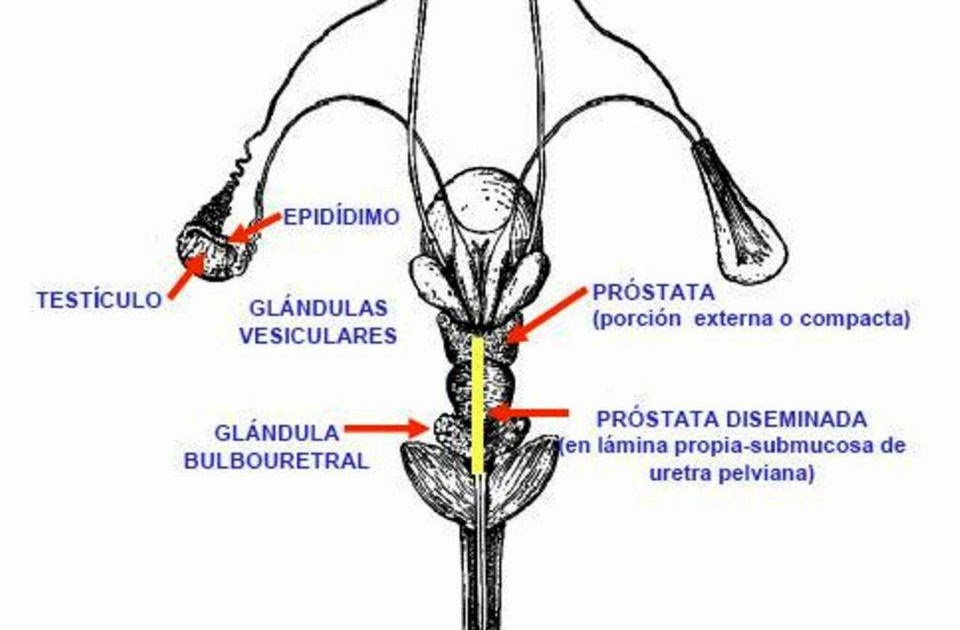 Plantão Médico: Histología del Aparato Reprodutor Masculino - Parte 1